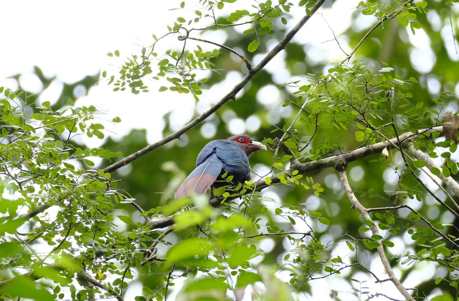 Mike is the name Birding is the game ( Birding in Malaysia - Malaysian ...