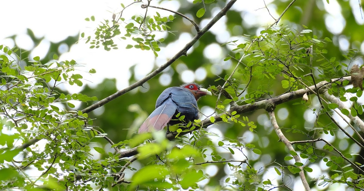 Mike is the name Birding is the game ( Birding in Malaysia - Malaysian ...