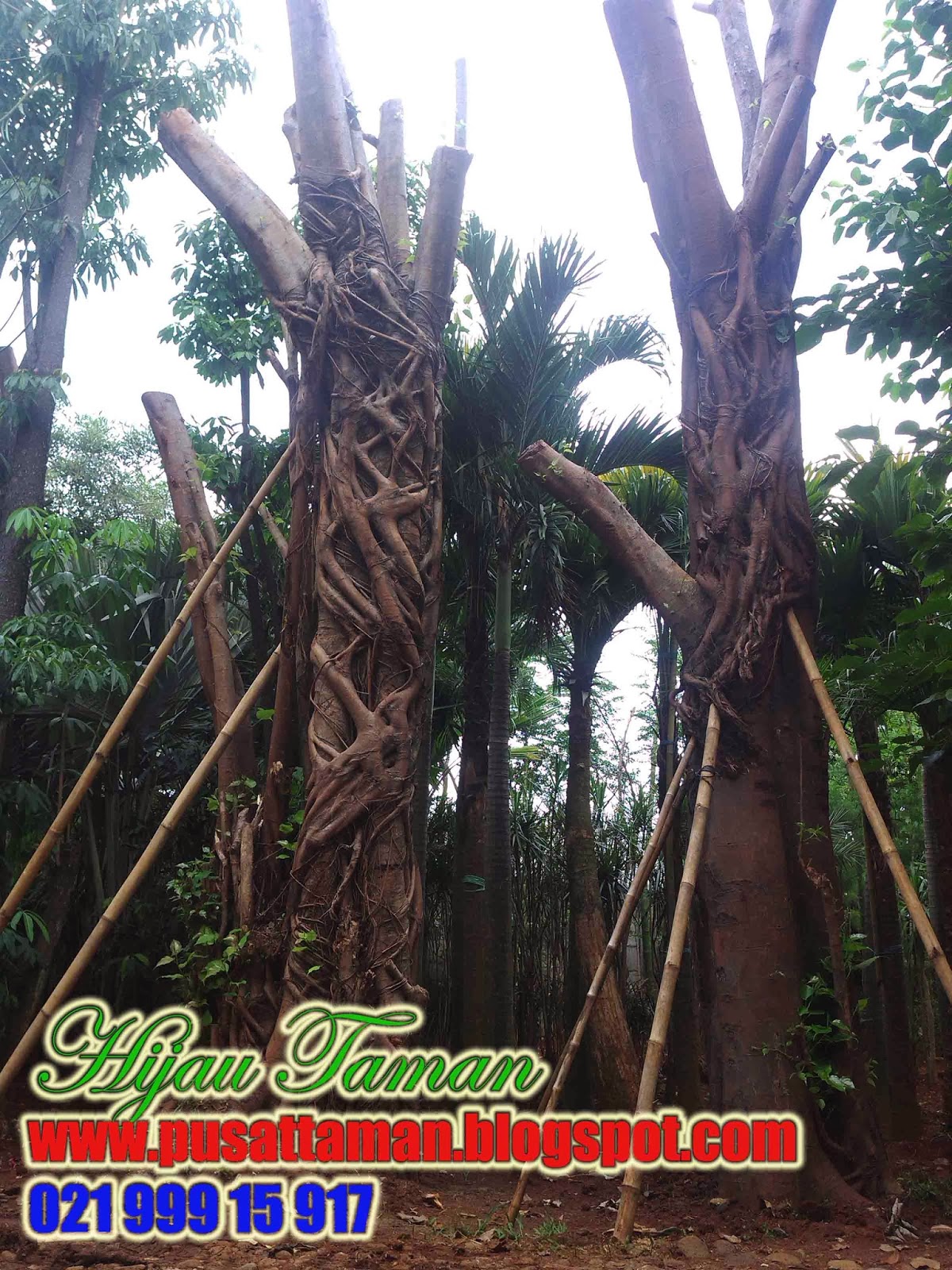 JUAL POHON BODHI | TANAMAN PENEDUH | POHON PELINDUNG | TUKANG TAMAN