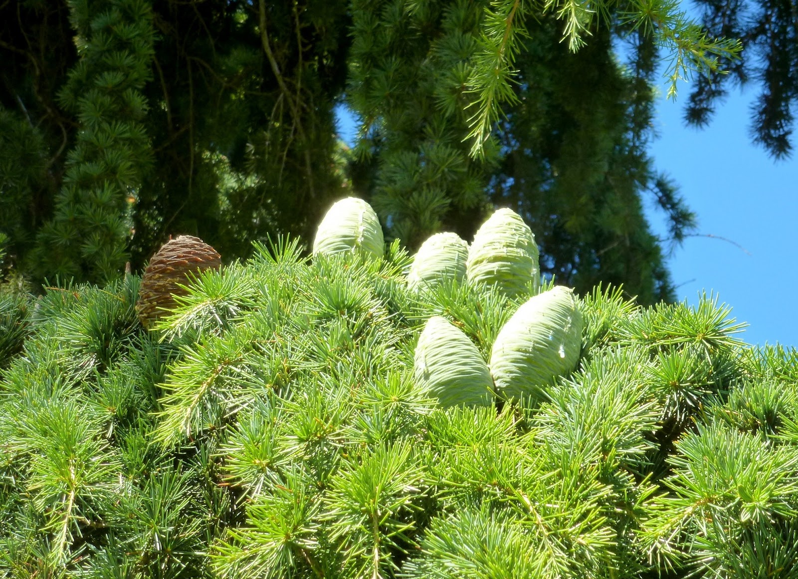 Árboles con alma: Cedro del Himalaya. Cedre. (Cedrus deodora)