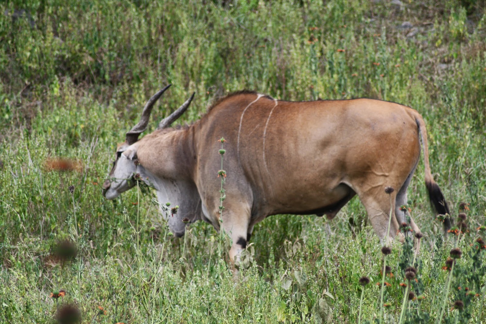 Poetry for Kids Joy: Giant Eland