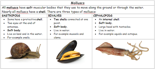 Science and Physical Education: Invertebrate animals classification