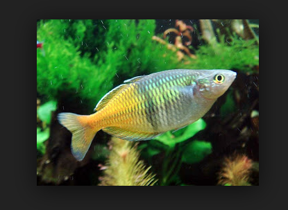 Ini Dia Cara Praktis Budidaya Ikan Rainbow Boesemani Serta Jenisnya ...