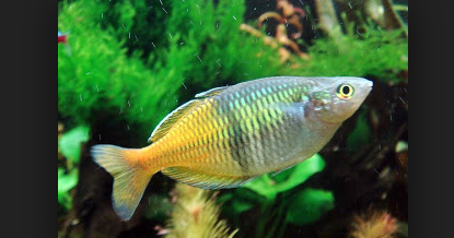 Ini Dia Cara Praktis Budidaya Ikan Rainbow Boesemani Serta Jenisnya