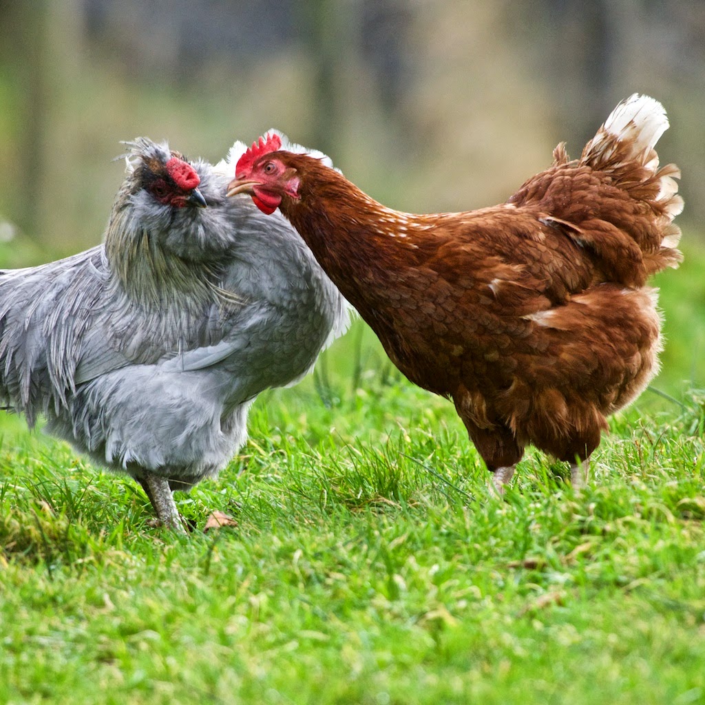 Treshnish Farm: The definition of 'hen-pecked'