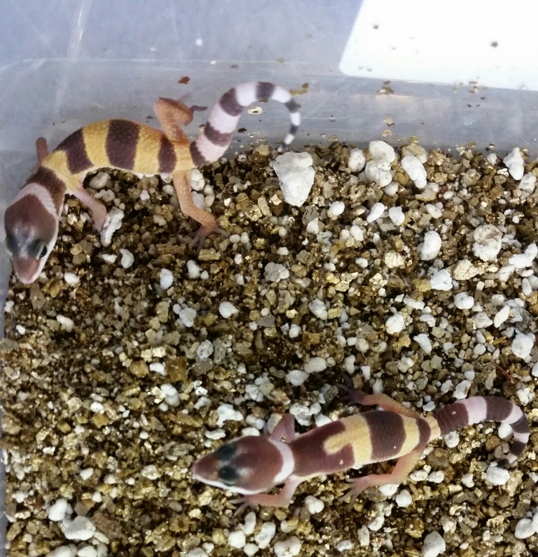 Radioactive Reptiles