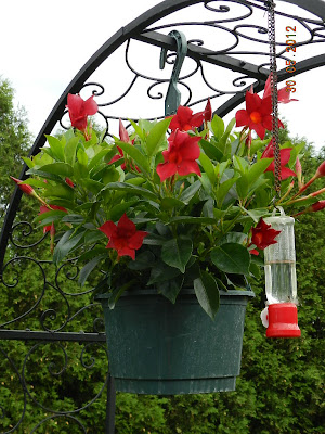 Dor de Vara : Infloresc gradinile