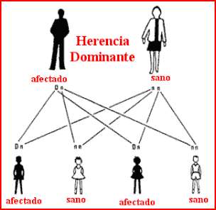 HERENCIA MENDELIANA: Genes dominantes y recesivos