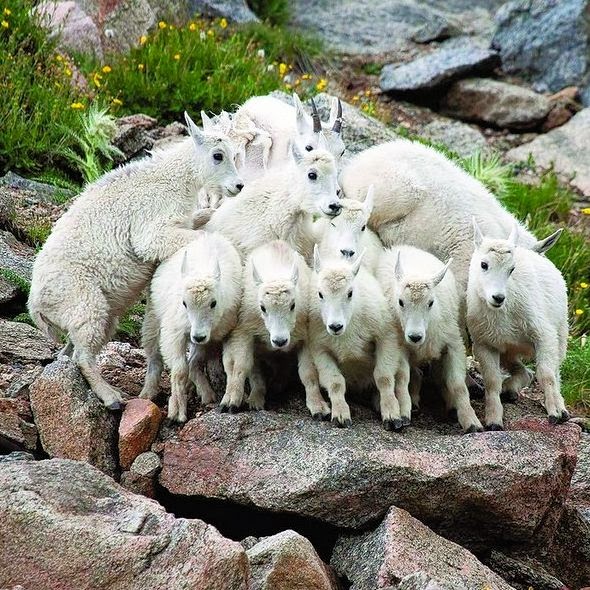 Slap The Penguin: The Twelve Days of Christmas