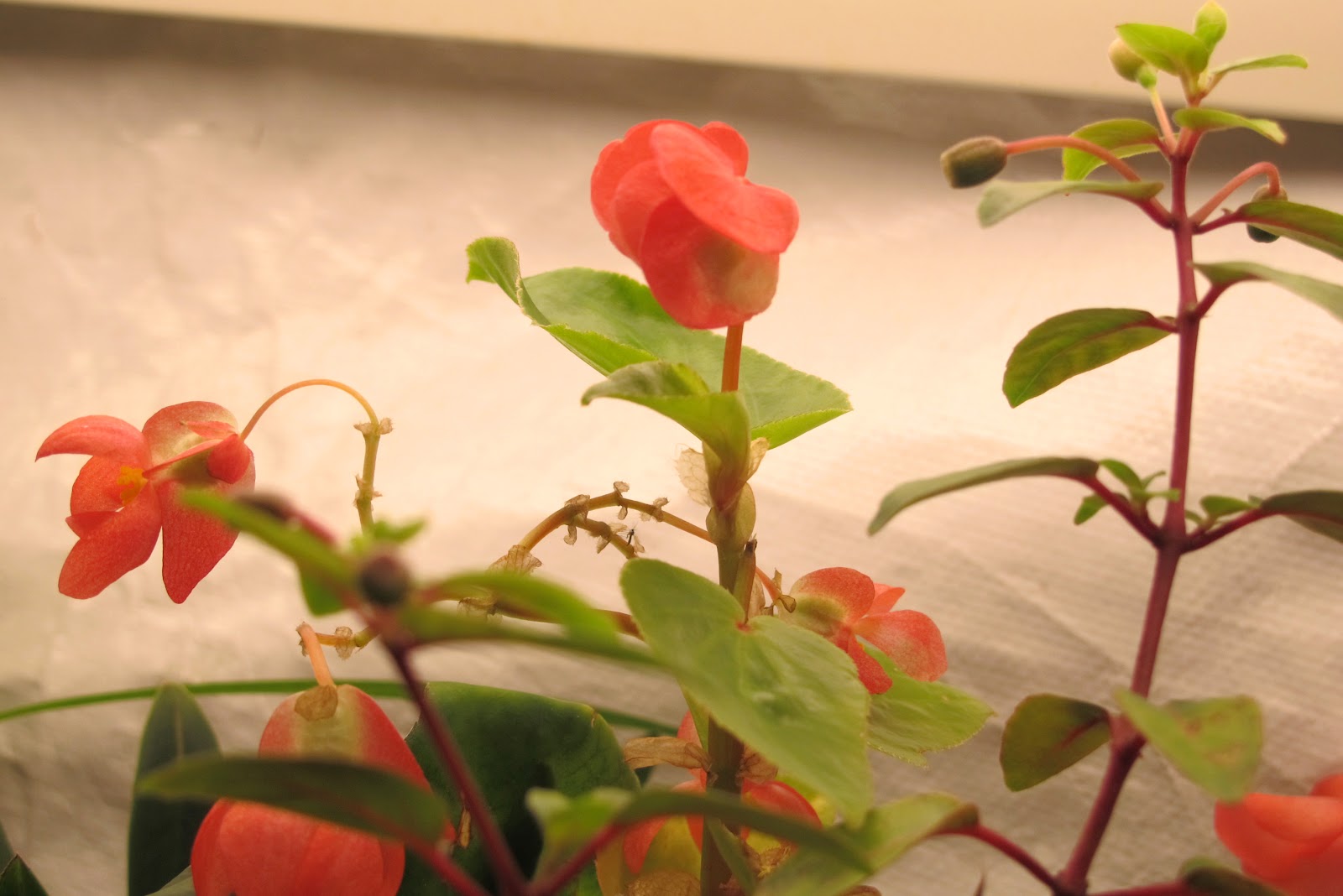 design, blooms and buds, oh my