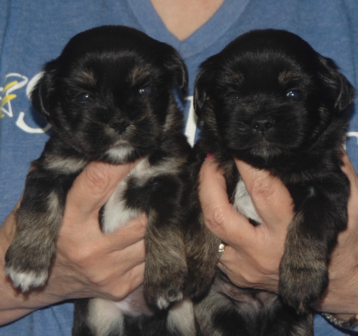 Lhasa Apso Blog: The Lhasa Apso Breed Standard (and also Puppy Pictures)