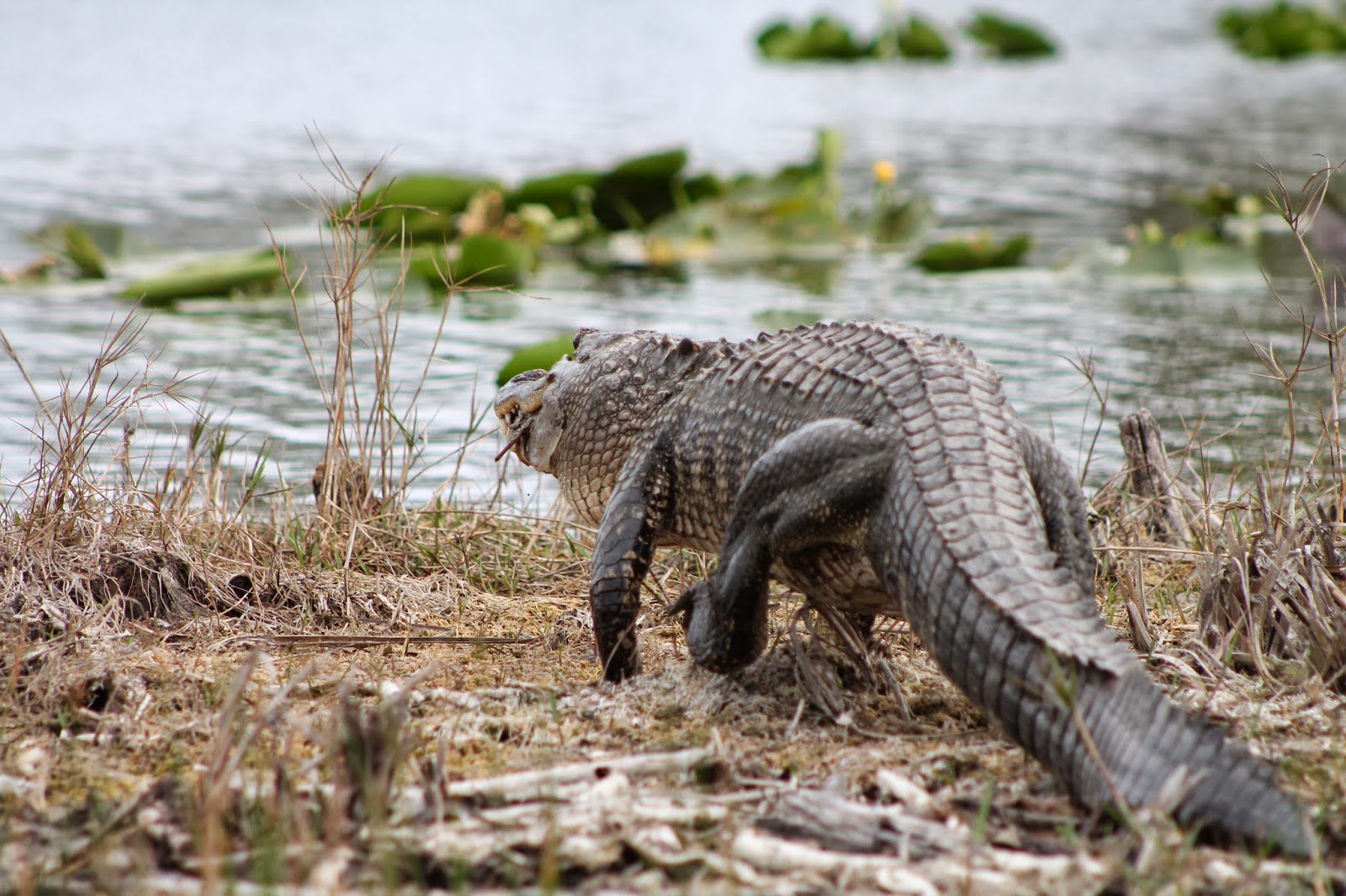 Random Ramblings, And Poetic Thoughts: Gator Photo Shoot