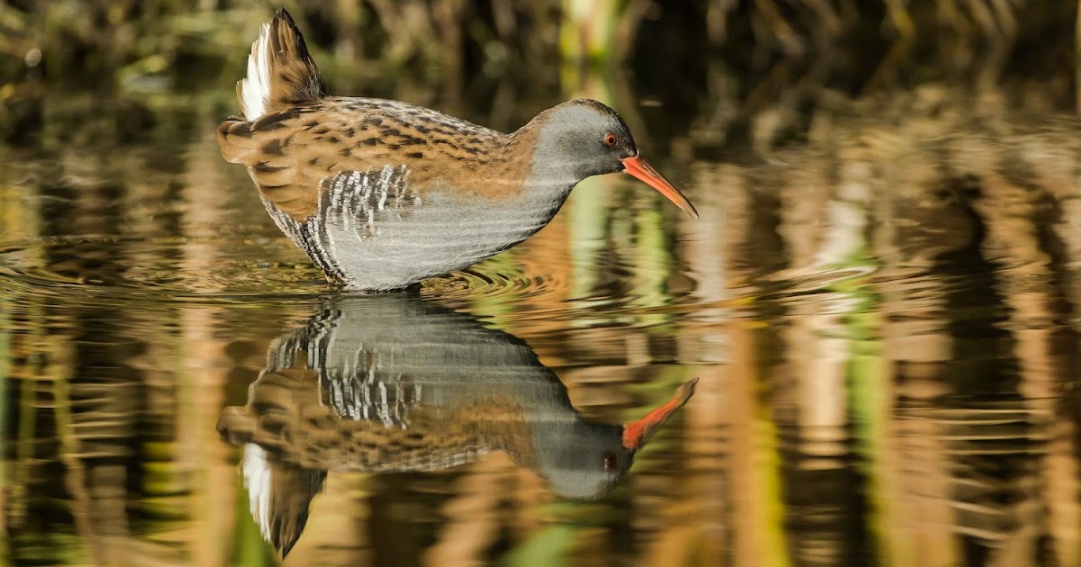 RASCON EUROPEO - Rallus Aquaticus | Observatorio de la Naturaleza