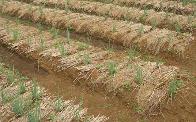 Pengertian Mulsa, Fungsi, Jenis, dan Prosedur Pemasangannya | awalilmu ...