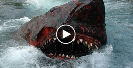 Watch: Rare Shark Found Inside An Active Underwater Volcano | World News
