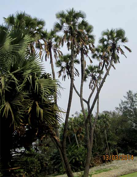 Nandanvan: Branched palm, Ravan taad, Doum palm (Hyphaene dichotoma)