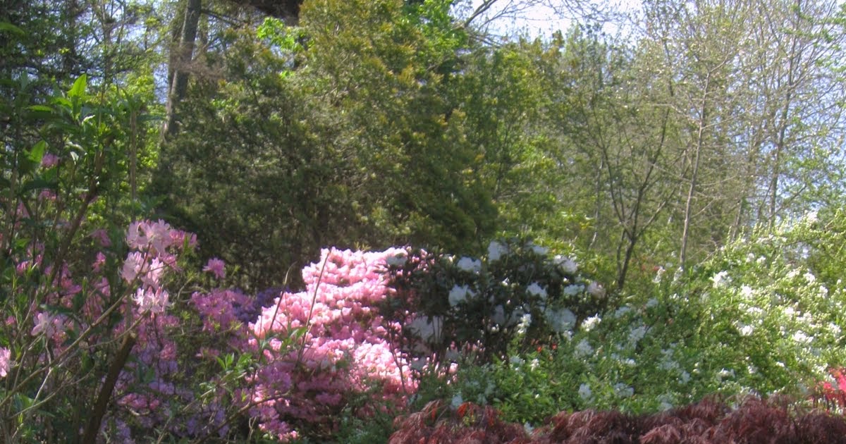 Garden Dream: Rhododendron Gardens
