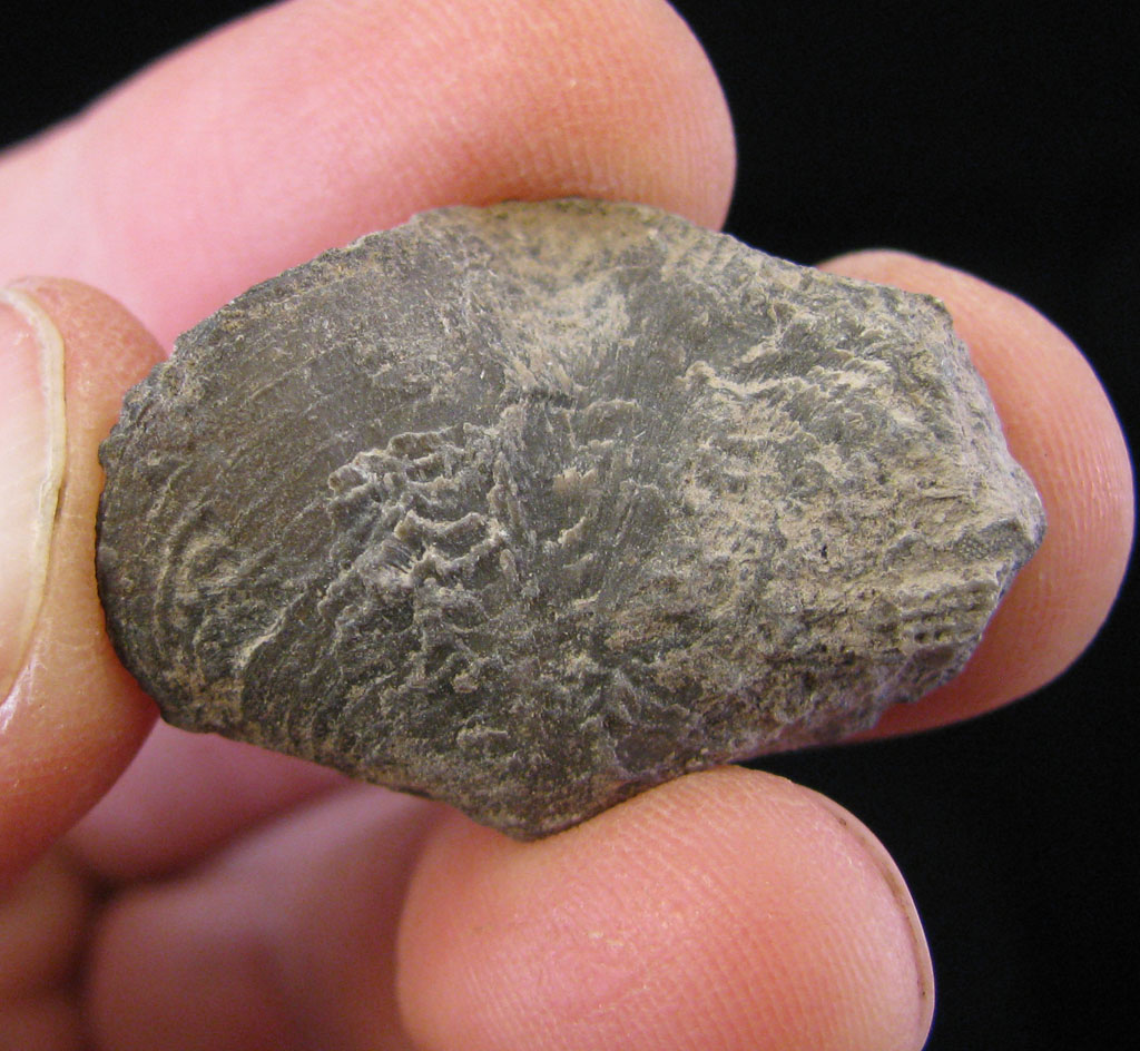 Views of the Mahantango: Athyris amanshauseri brachiopod from Sötenich ...