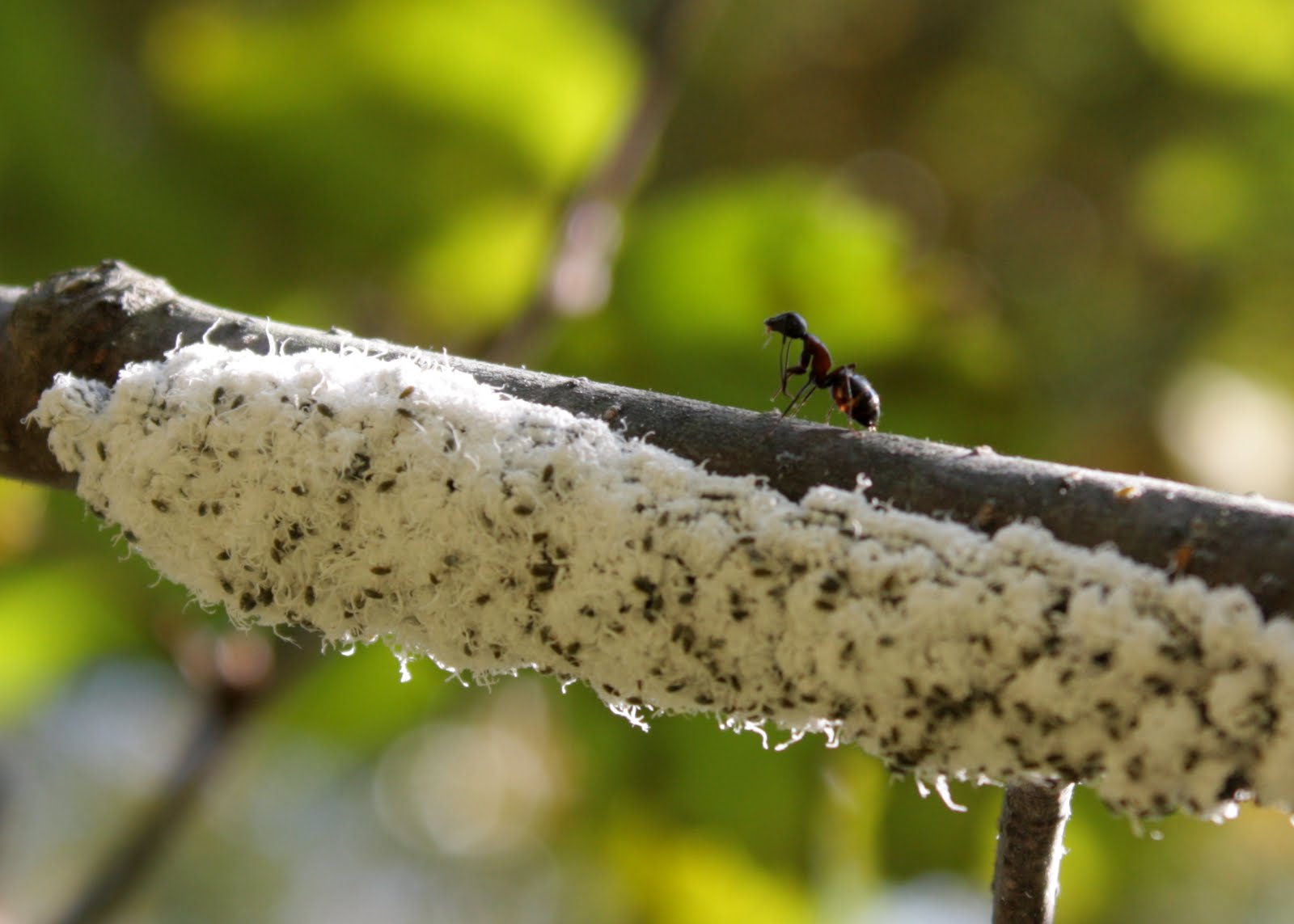 lil fish studios: Woolly Aphids