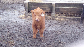 RCC Blog: Fu man Chu bull calf raised by Brian Miller KY