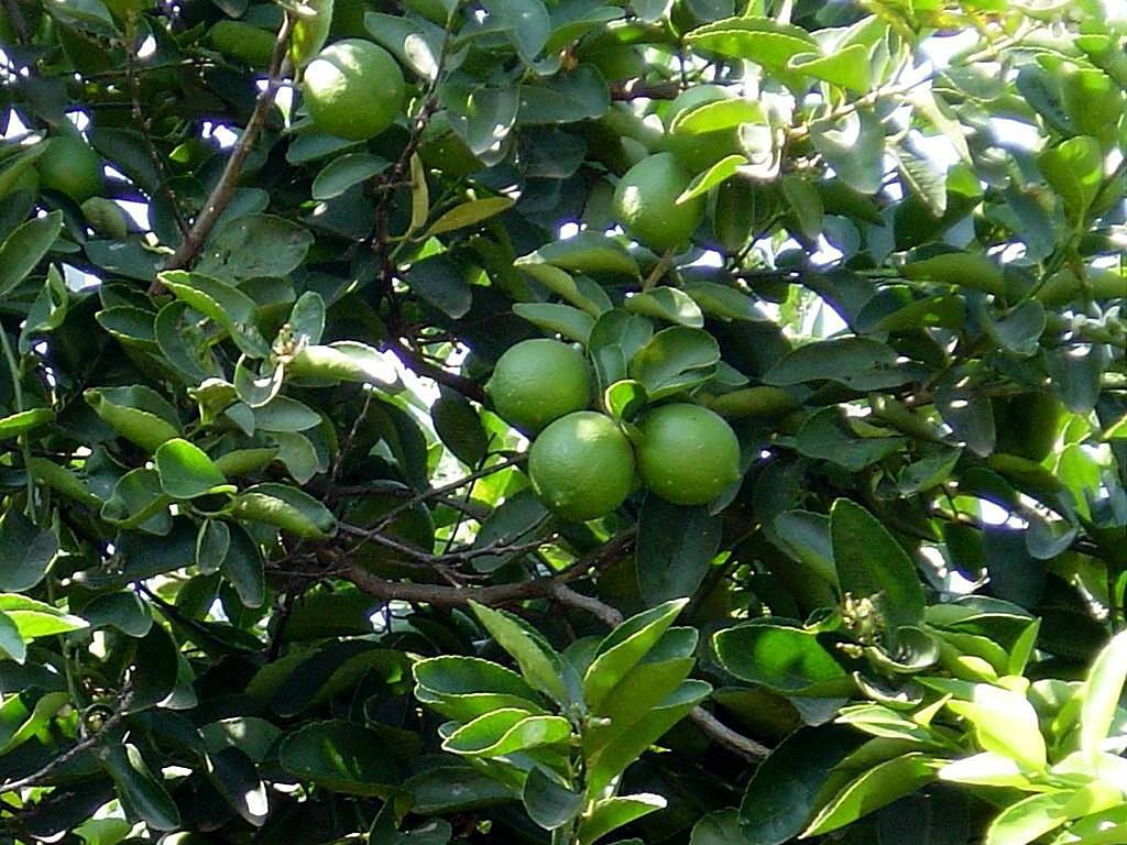 VIVERO HABITAT NATIVO: ARBOL LIMON COMUN