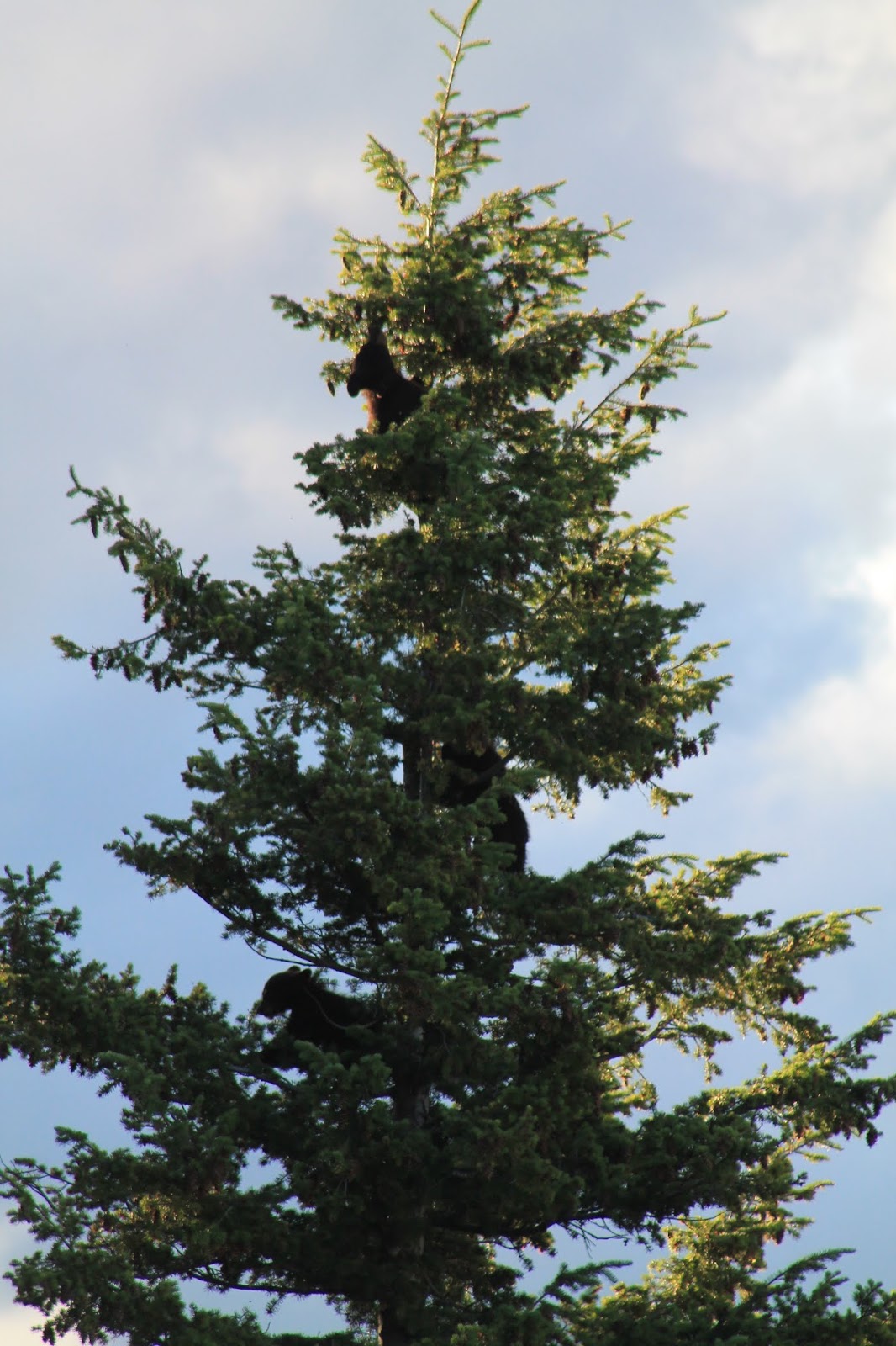 mkadventures: We live in the "BEARmuda Triangle"