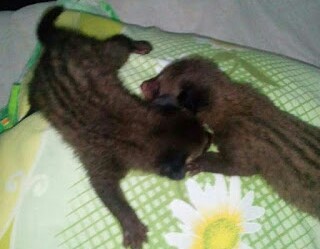 Memelihara Anak Musang Dengan Cara Yang Benar