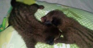 Memelihara Anak Musang Dengan Cara Yang Benar