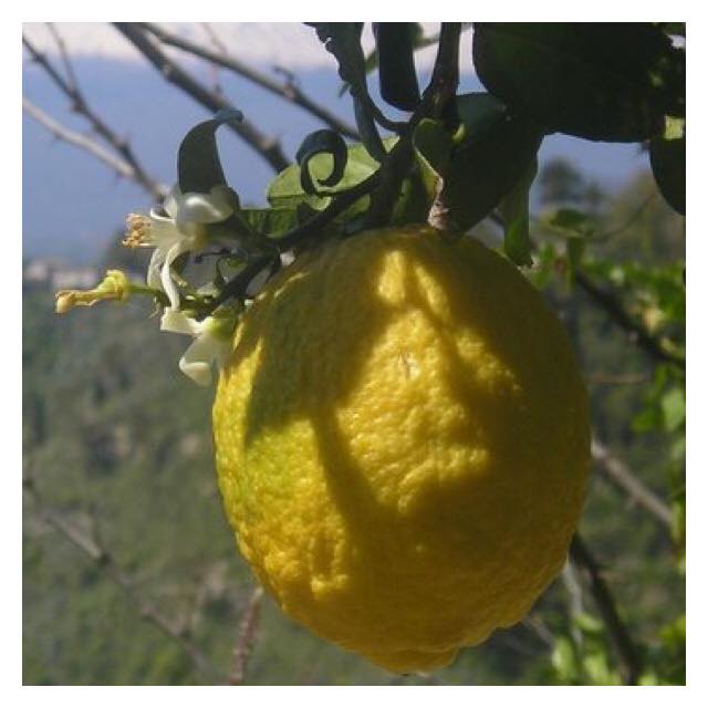 14 ways to use Sicilian Lemons