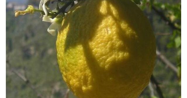 14 ways to use Sicilian Lemons