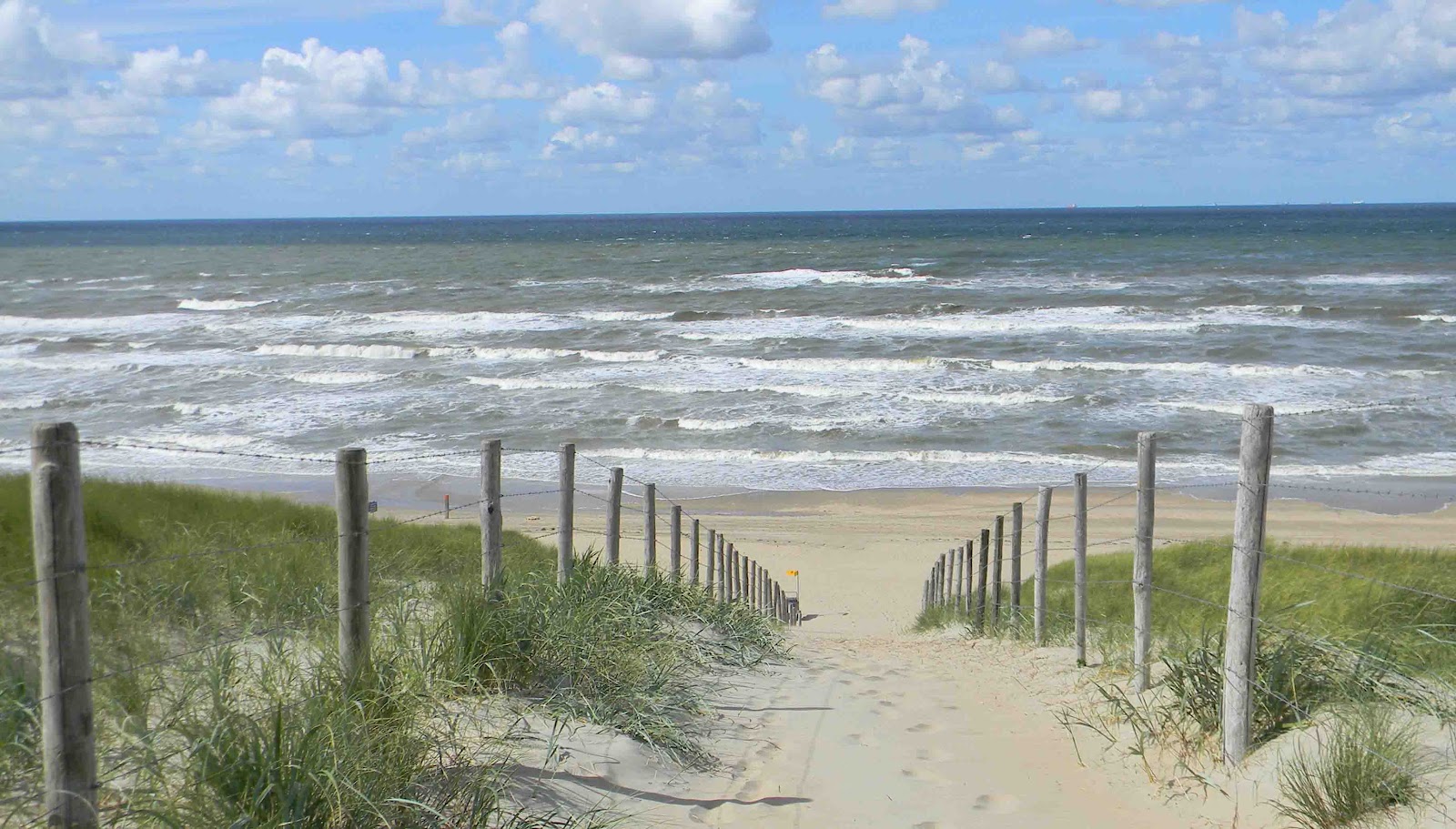 Analyseren/Natuurlocaties: Amsterdamse Waterleidingduinen/Duinen/Strand