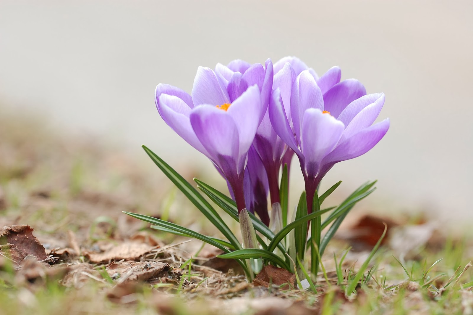 Album souvenirs: Composer un bouquet sans couper une seule fleur