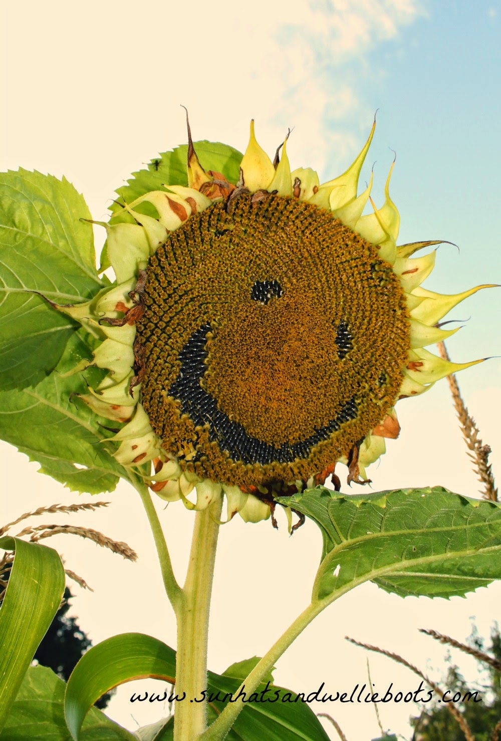 Sun Hats & Wellie Boots: Autumn Nature Play: Smiling Sunflower Faces