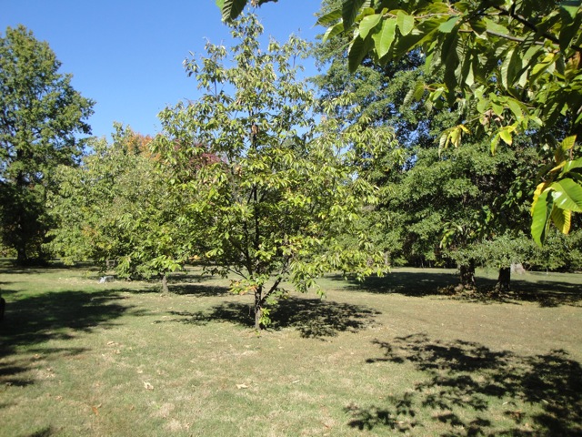 All Things Important: Tales From A Missouri Chestnut Grove