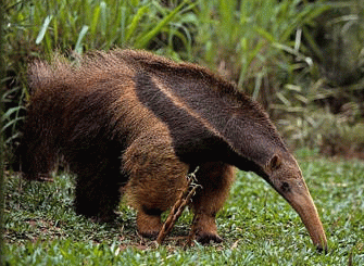 Wild and Endangered Animals: Giant Anteater