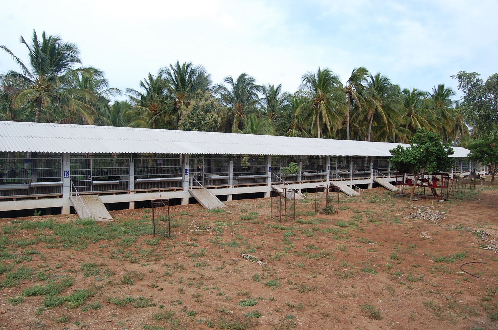 veeravasu goat farm: VEERA GOAT FORM