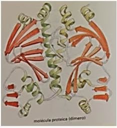 BIOLOGY MOLECULAR/CELLULAR: LO BASICO DE PROTEINAS Y LIPIDOS