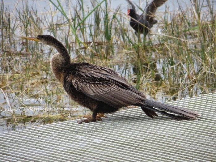 Joy's Jots, Shots & Whatnots: Wordless Wednesday #119 ~A Drive Thru ...