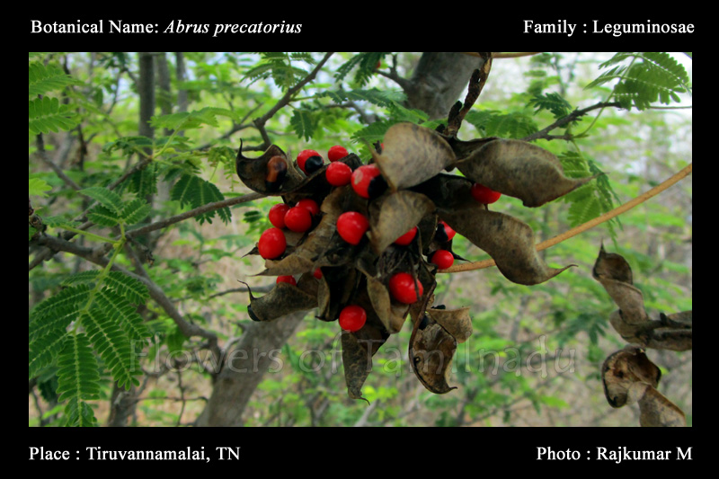 Abrus precatorius - Buddhist Rosary Bead - Flowers of Tamilnadu