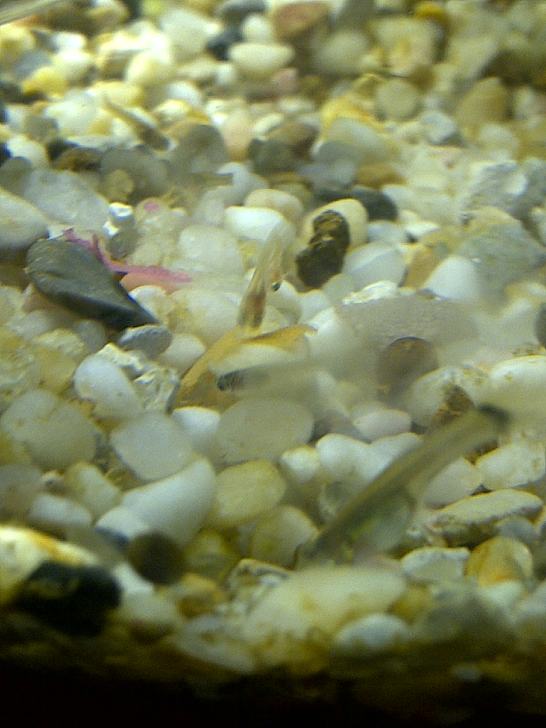 Si de peces quieres aprender este blog tendras que ver ¡!: Descripción ...