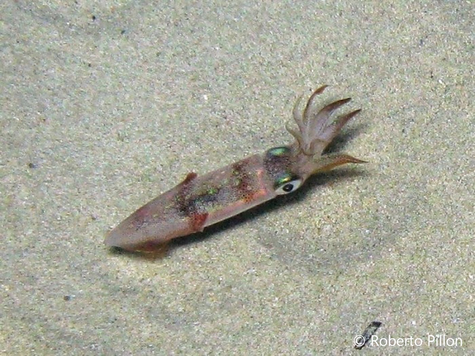 Necton e Plancton: Molluschi: Calamaro del Mediterraneo