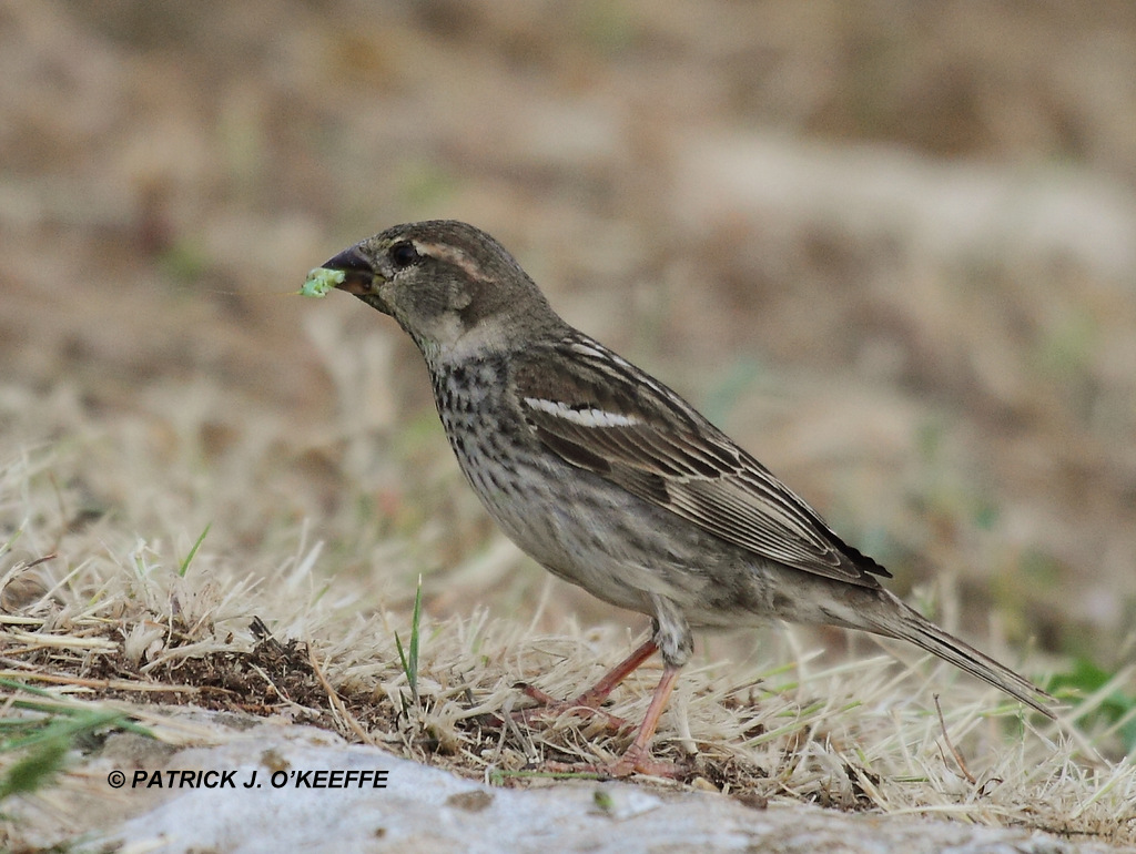 Raw Birds: SPANISH SPARROW (Immature male) Passer hispaniolensis ...