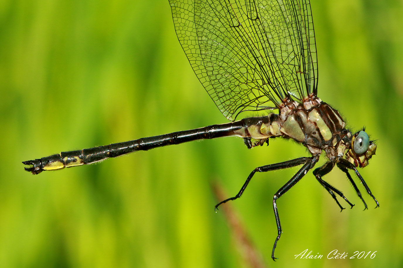 Libellules Québec - Quebec Dragonflies and Damselflies: 4 juin - pont à ...