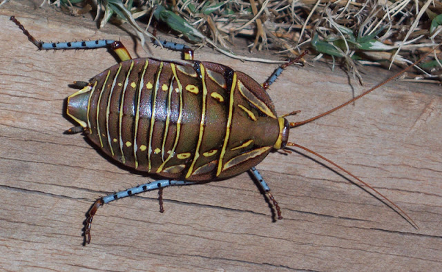 Biologia-Vida: Cinco baratas que vão te fazer mudar de idéia sobre esse ...