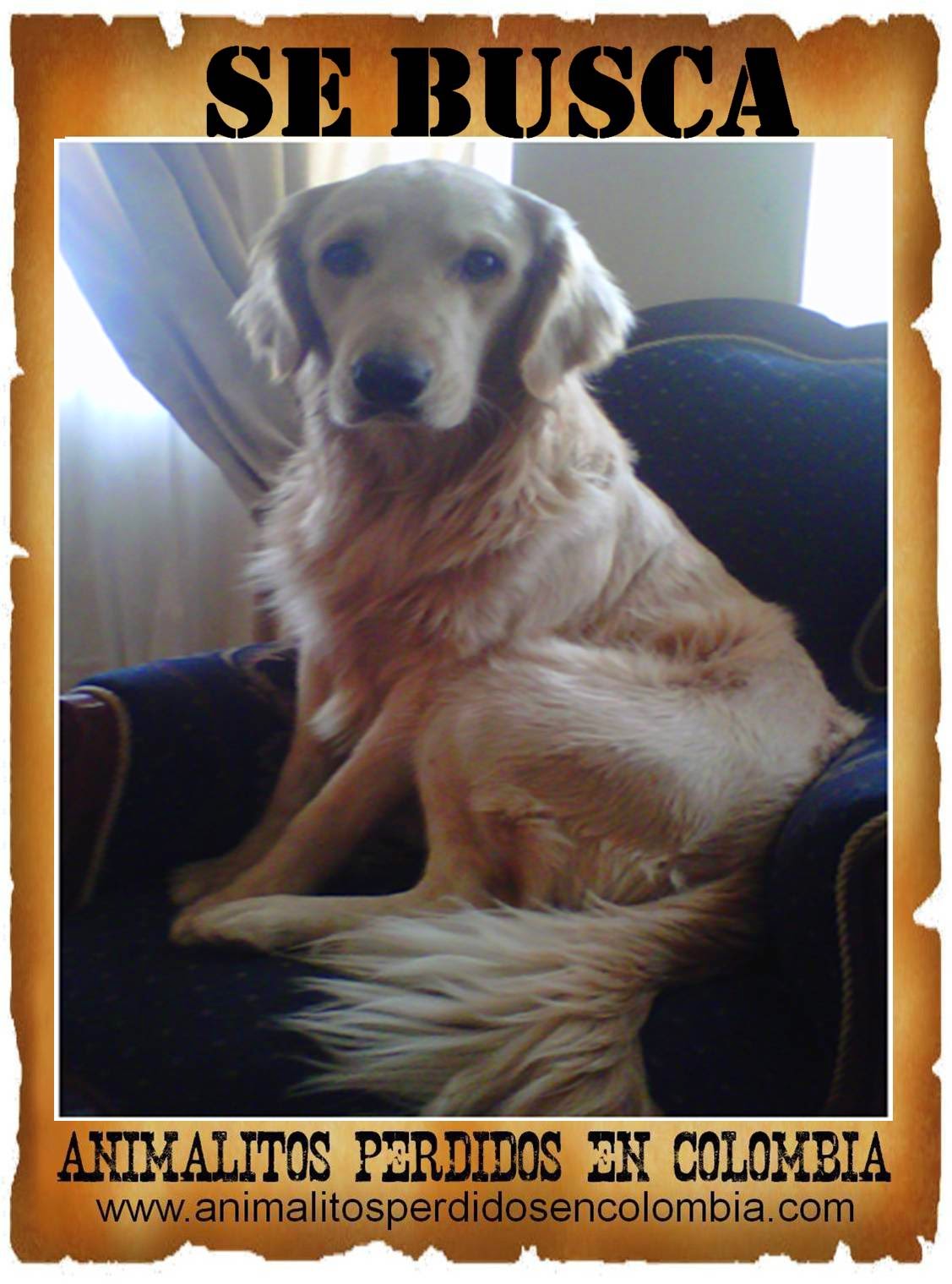 Animalitos Perdidos en Colombia: mayo 2014