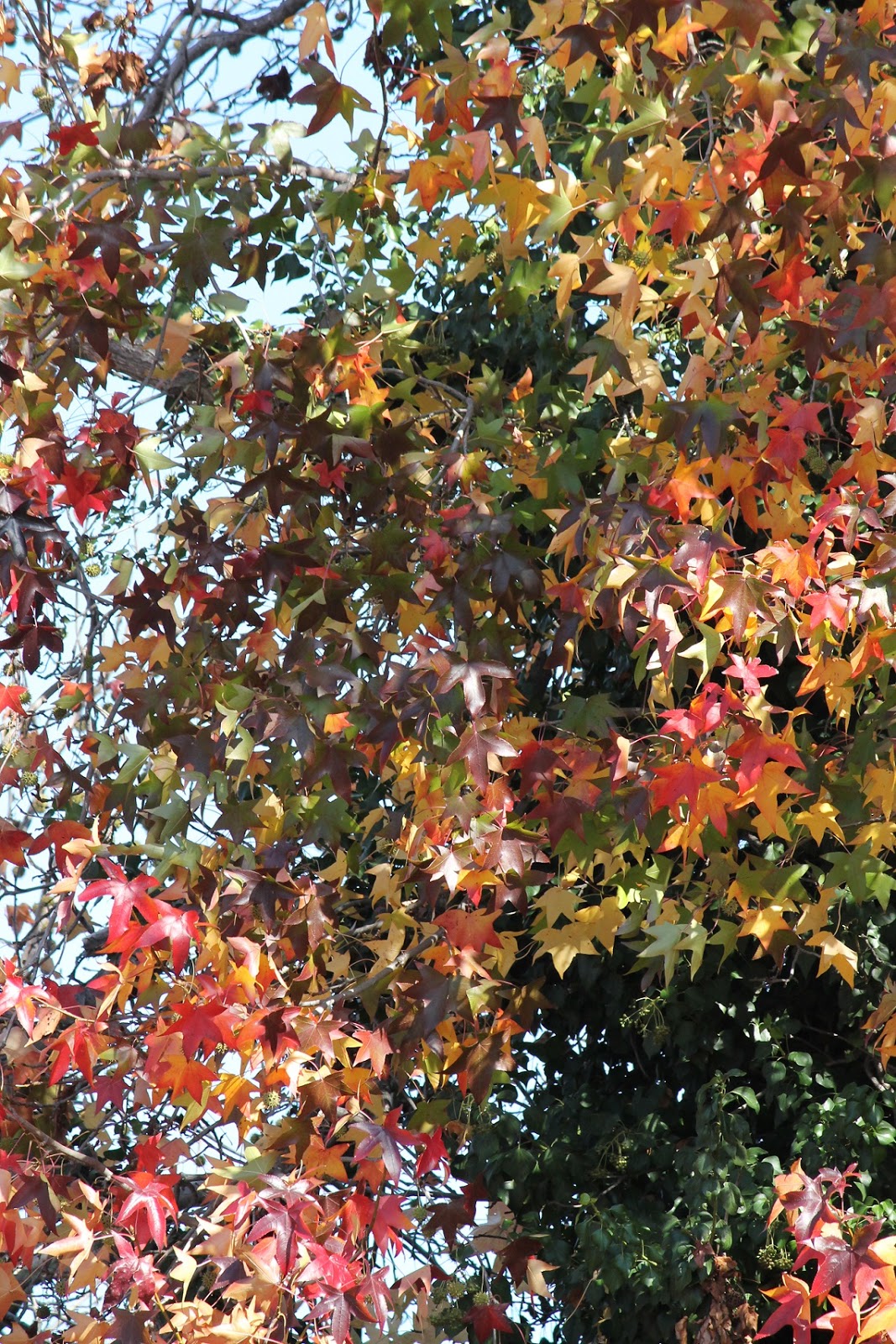 umiyumi2 : our life in perth, WA: Warna-warni musim luruh