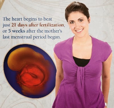 The First 28 Days after Conception