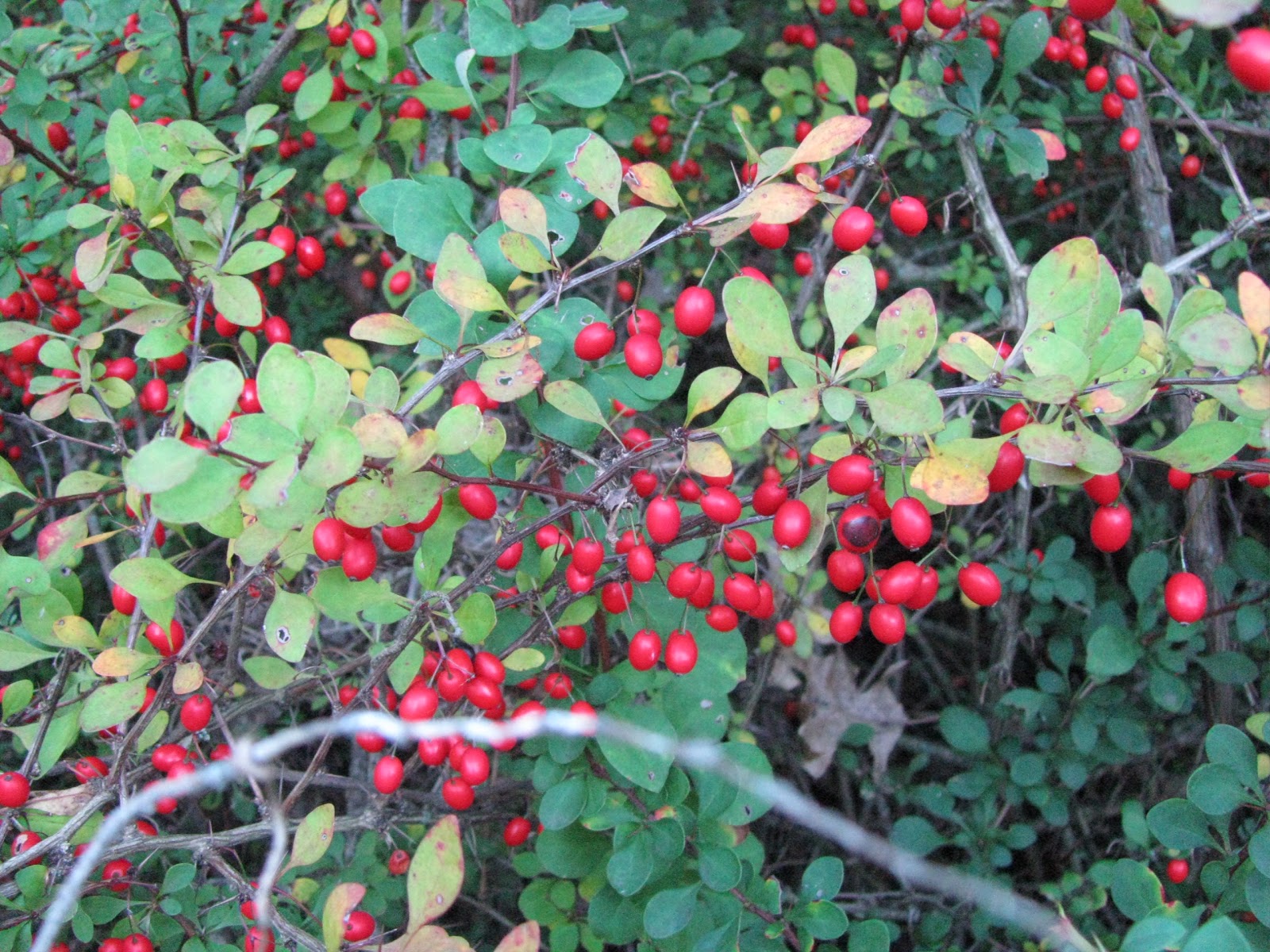 Spae Wyfe: Barberry, Strong Medicine from Nature