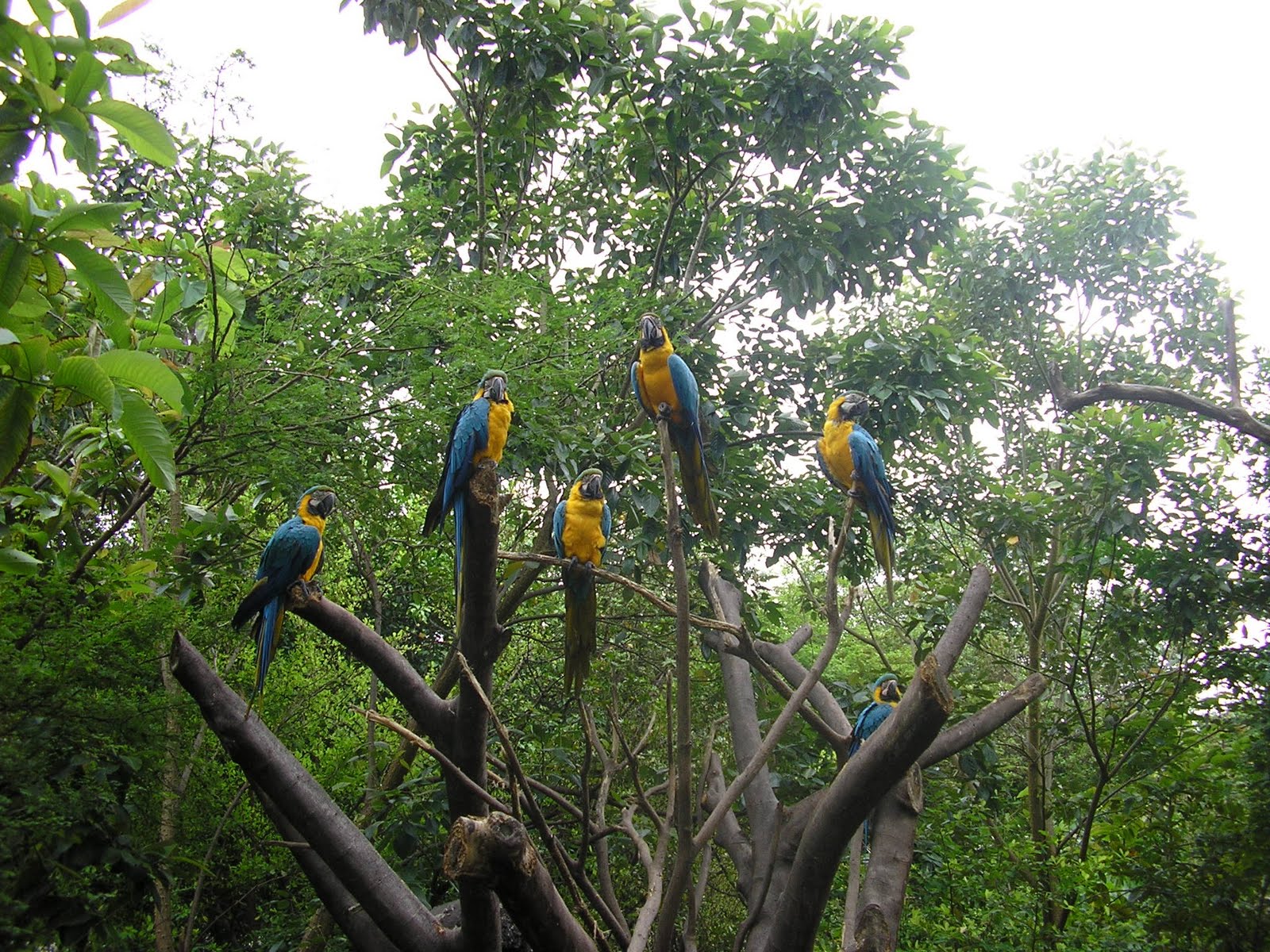 El telar de los sueños: La leyenda de los guacamayos