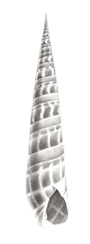 Shell Drawings by Emma Kelly